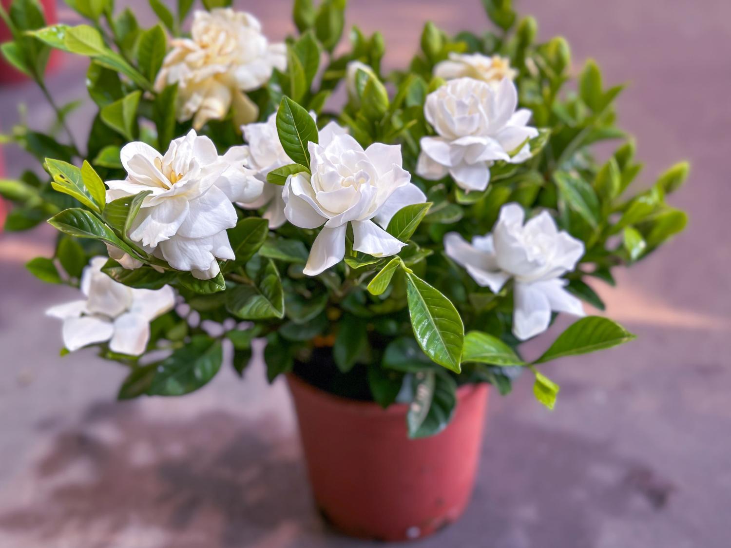 How to Grow and Care for Gardenias | Love The Garden